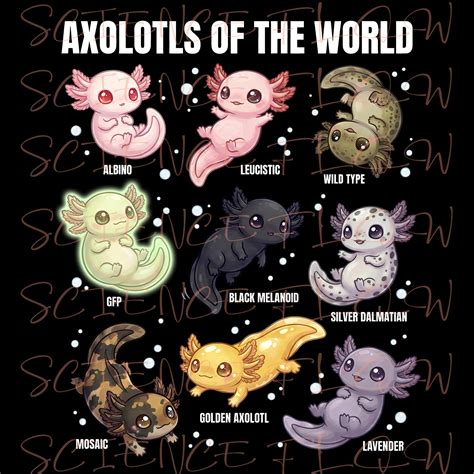 Axolotls Of The World Cute Axolotl Types And Morphs Educational