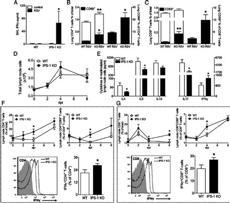 RSV Infected IPS 1 KO Mice Have Increased Numbers And Activation Of T