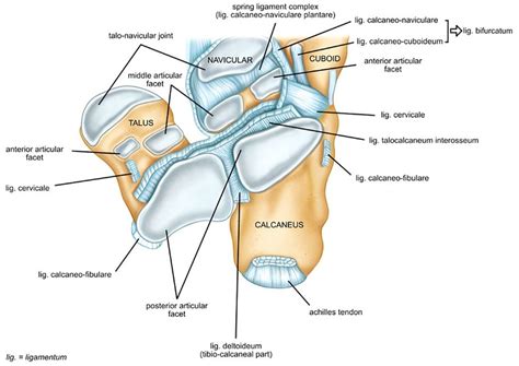 The Subtalar Joint Ligaments Neurovascular Teachmeanatomy 46 Off