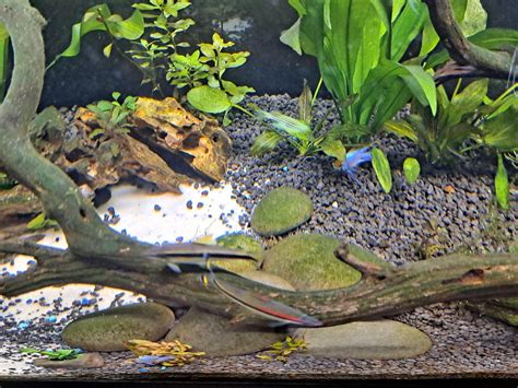 Ive Finally Got Algae Is It The Good Kind R Aquariums