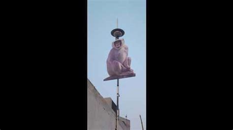 Langur Cutouts To Check Monkey Menace In Prayagraj
