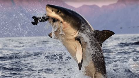 The 10 Greatest Shark Week Clips Of All Time Are Totally Jaw Some Maxim
