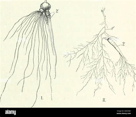 Contractile Roots
