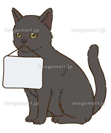 メッセージボードを咥える猫（短毛）のイラスト素材 224336066 イメージマート