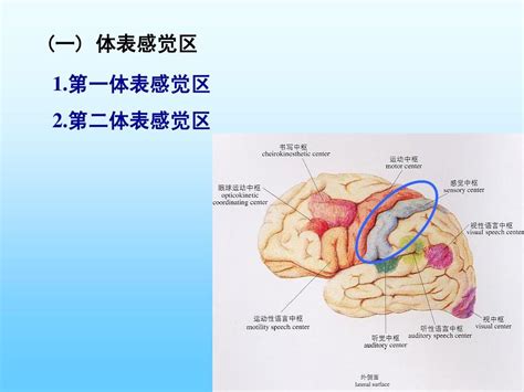 10 神经系统 4 word文档在线阅读与下载 无忧文档