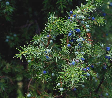 Juniper Fruitful Autumn Free Photo On Pixabay Pixabay