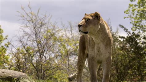 Download Wallpaper 3840x2160 Lioness Big Cat Wild Predator Animal
