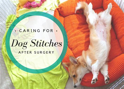 How Long Is A Spay Surgery For Female Dog