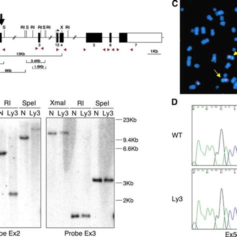 Lack Of Blimp1 Protein Expression In Most Non Gcb Dlbcl Double