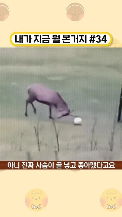 내가 지금 뭘 본거지 34 Youtube