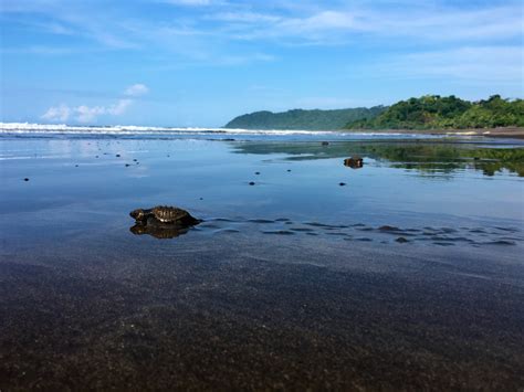 Conservation Of Sea Turtles And Marine Turtles Volunteer In Panama 2023