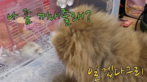 강아지vs햄스터 Youtube