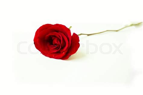 Single Leafless Red Rose Laying On Stock Image Colourbox
