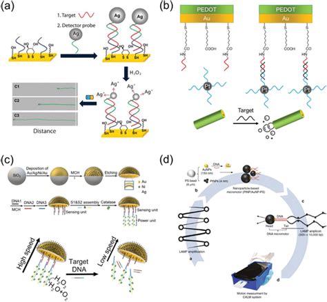 Motion‐based Dna Sensing Strategies A A Dna‐modified Au Electrode Download Scientific Diagram