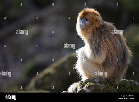 Golden Snub Nosed Monkey Rhinopithecus Roxellana Female Qinling