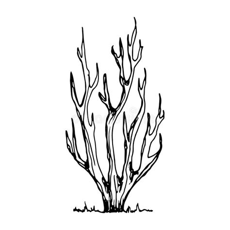 Tree Without Leaves Sketch Vector Isolated Stock Vector Illustration Of Element Nature 110188413