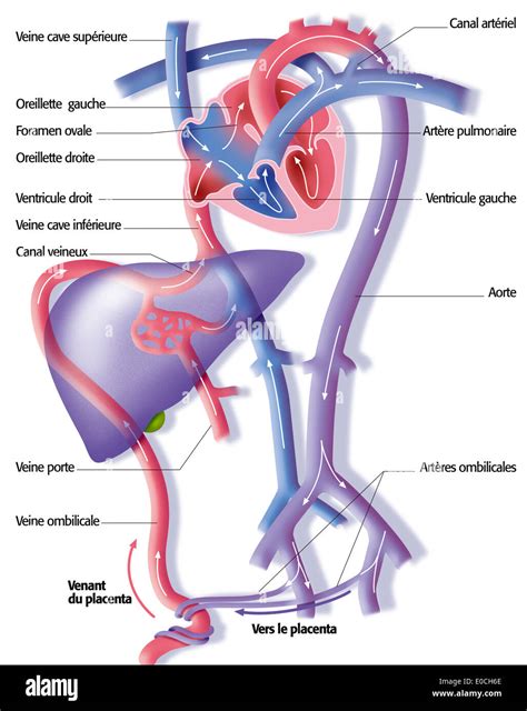 Fetal Maternal Circulation