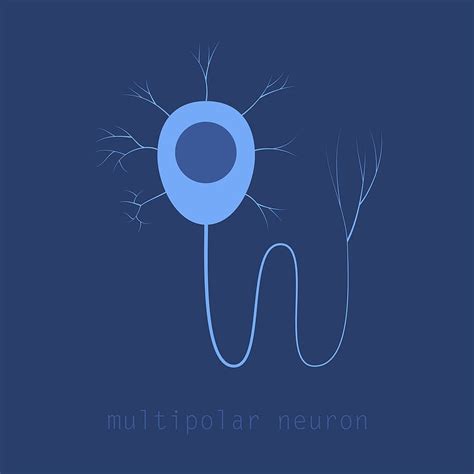 Free Download Structure Of A Motor Neuron Vector Ai Eps Uidownload