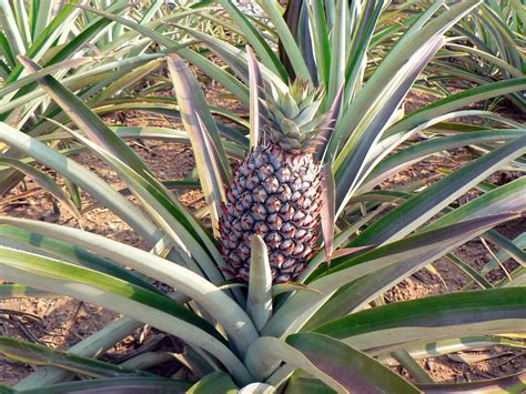 Free Images Tree Plant Fruit Leaf Pineapple Agricultural Fields