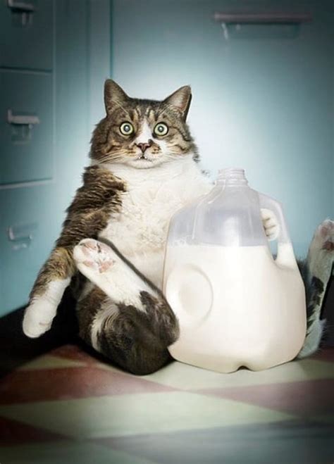 45 Pictures Of Cats Being Naughty