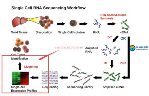 Rna