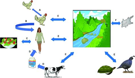 4 Overview Of Campylobacter Spp Sources And Transmission Download Scientific Diagram