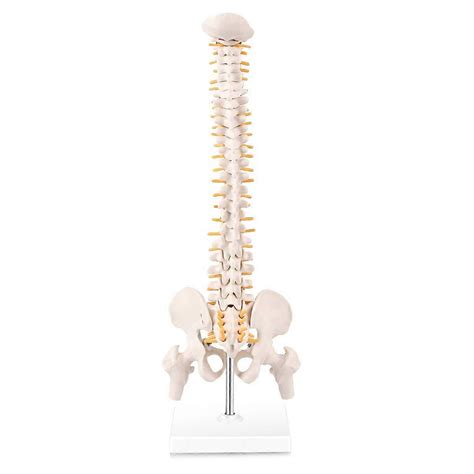 Miniature Spine Anatomy Model 155inch Mini Vertebral Column Model