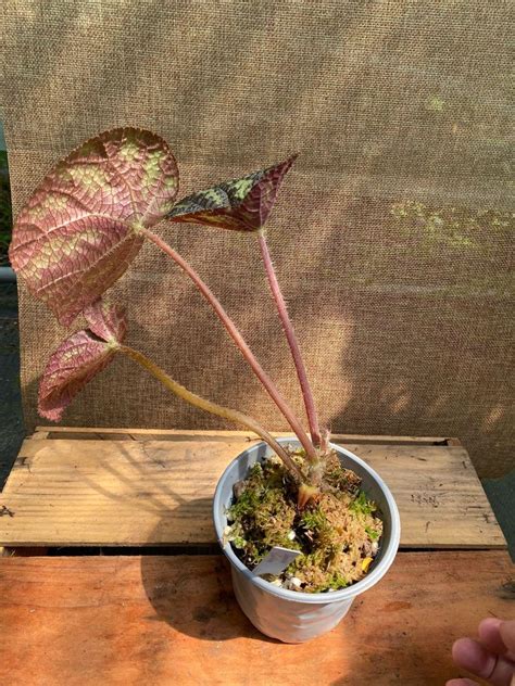 Begonia Xanthina Furniture And Home Living Gardening Plants And Seeds On