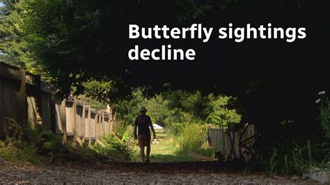 Butterfly Sightings In Metro Vancouver Plummet YouTube