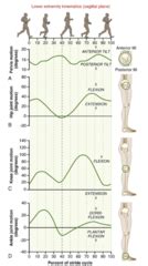 Kinesiology Final Exam T And Ligaments C And Bone Running STS Quizlet