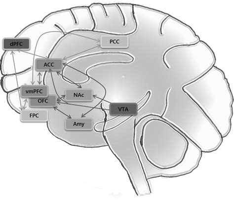 Key Brain Regions Involved In The Processing Decision Making Their Download Scientific Diagram