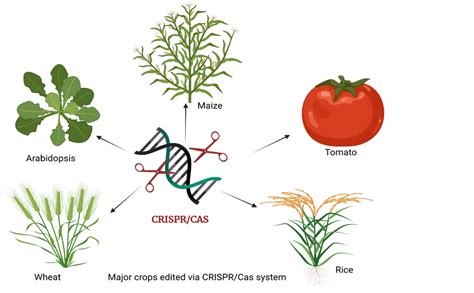 Representative Image Showing Crispr Involvement In Editing Major Crops