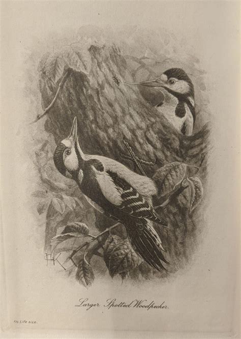 The Natural History And Antiquities Of Selborne And A Garden Kalendar 2