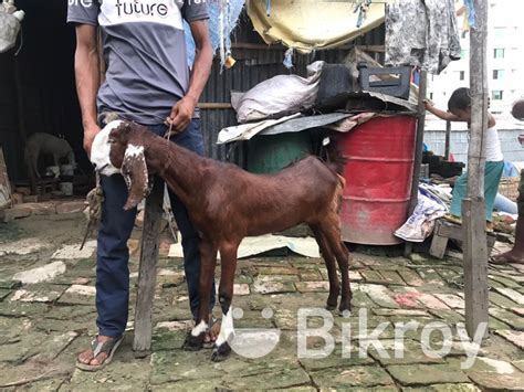 শিরহি ছাগি বাচ্চা For Sale In Kotwali Bikroy