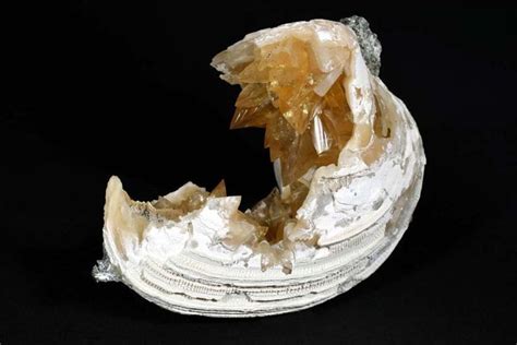 Minerals Crystals Fossils Calcite In A Mercenaria Permagna Clam