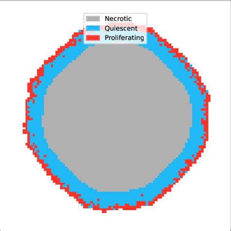 Layer Organization Of Cells In A Tumor The Image Was Generated With
