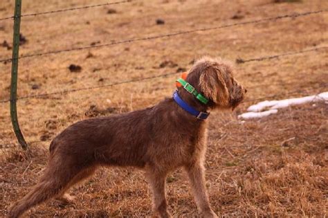 Pudelpointer