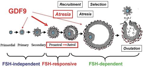 Regulation Of Follicular Development And Differentiation By Intra