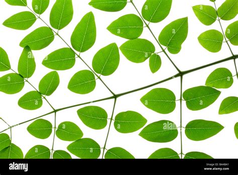 Leaves On Stem Stock Photo Alamy