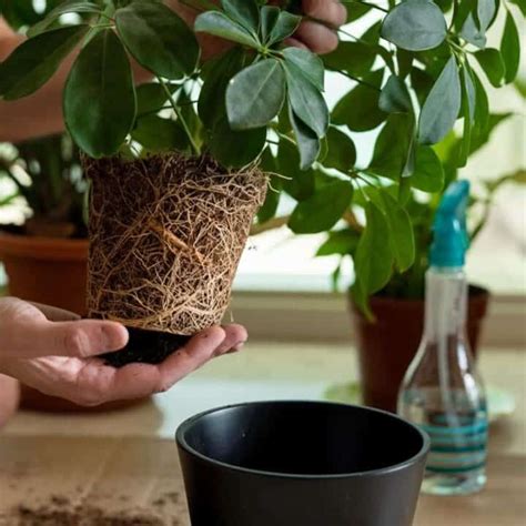 Root Rot In Schefflera Signs Causes And How To Fix Simplify Plants