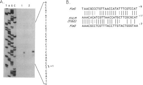 Identification Of The Transcript Initiation Site By Primer Extension