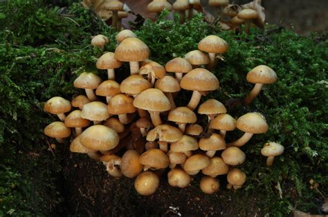 Kuehneromyces Mutabilis The Ultimate Mushroom Guide