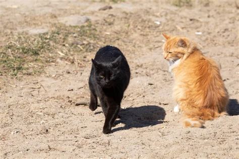 Two Cats Walking Together