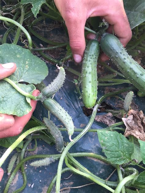 Yield Potential Of Cucumbers John Kempf