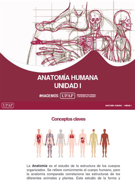 Términos De Definición De Anatomía Humana