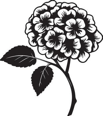 Hydrangea Black And White Vector Art Icons And Graphics For Free Download