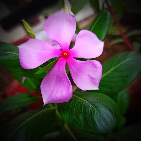 Periwinkle Flowers A Gardeners Guide Usa Garden Hub