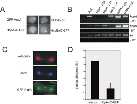 Distinct Phenotypes Of Cells Expressing Hcp Fusion Proteins A Download Scientific Diagram