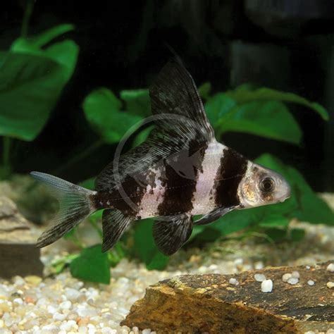 Shark Chinese Hifin Banded Myxocyprinus Asiaticus Aquatics Unlimited