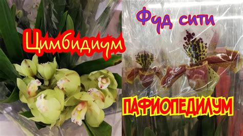 #фудсити #цветы Орхидеи и другие цветы в Фантазии. Фуд Сити. - YouTube